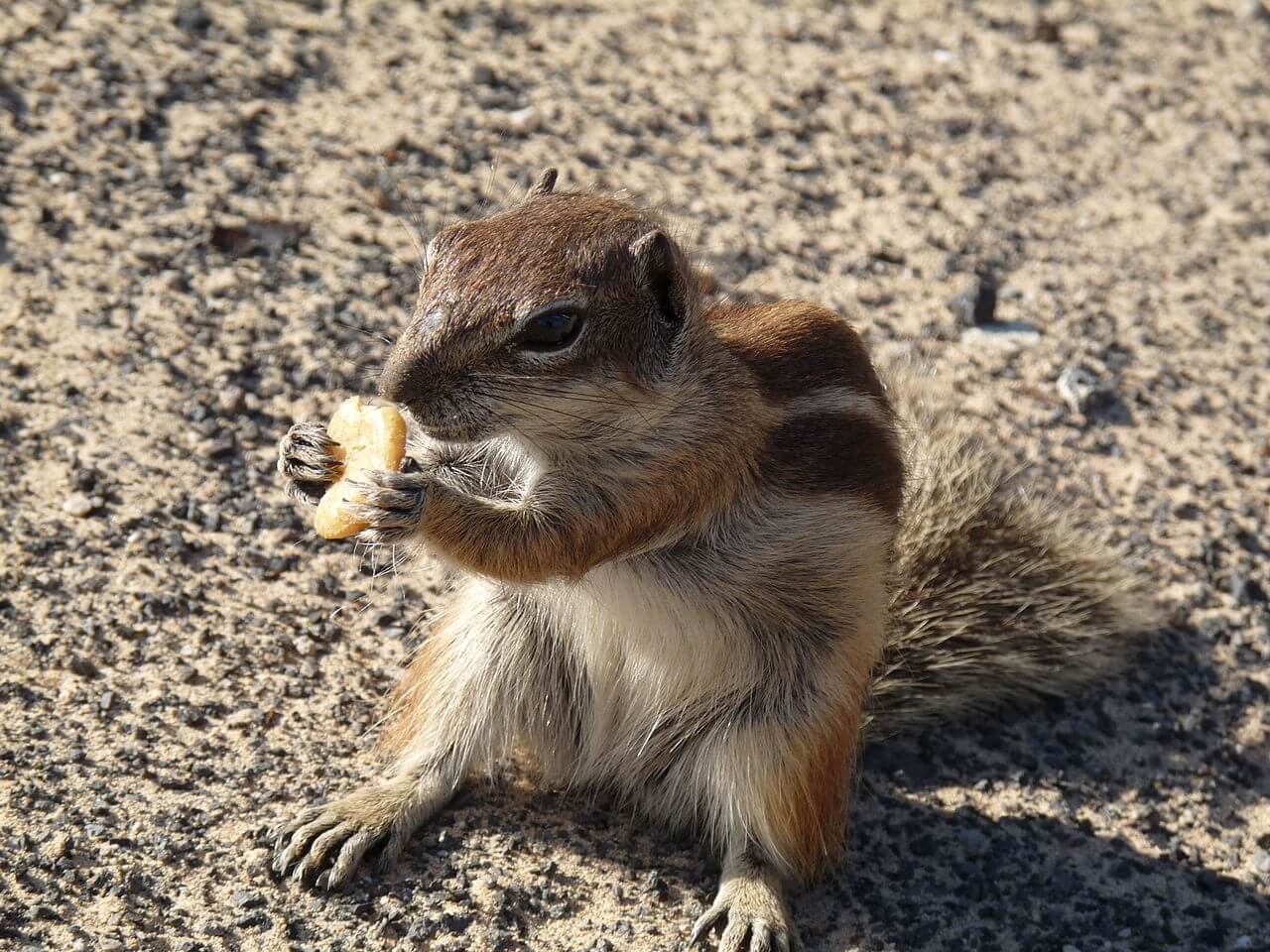 Barbary Ground Squirrel – the desert rodent endemic to Morocco